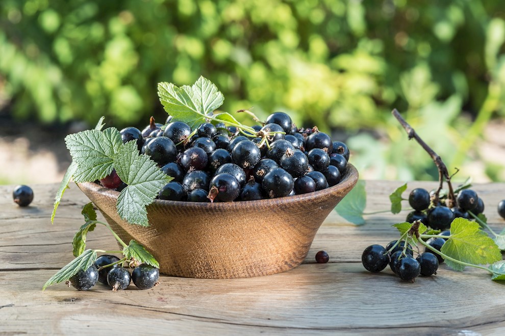 Beerenobst: Unser Lieblingsobst